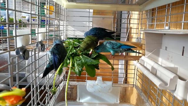 Катаринки уплетают одуванчики