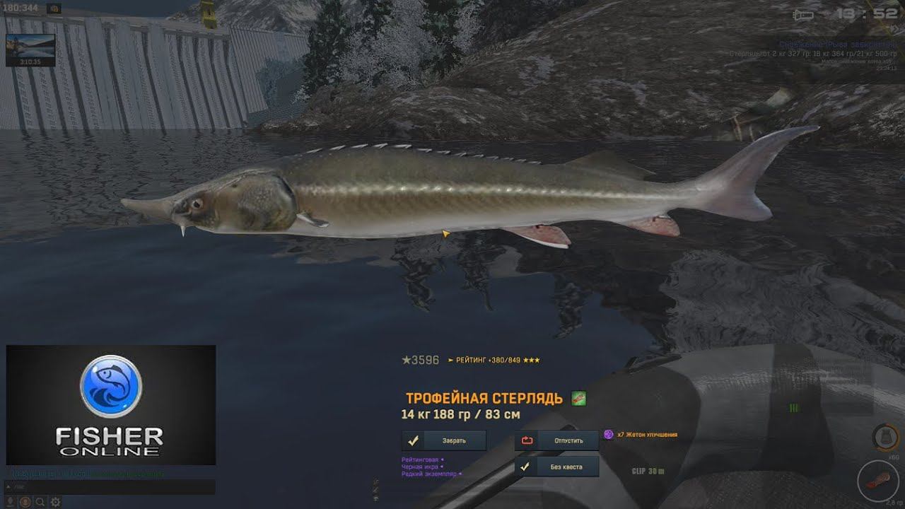 Fisher Online / трофейная стерлядь, река Енисей
