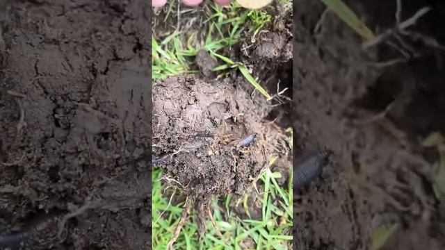 Metal Detecting for Aussie ‘Goldie’s’ is too Easy. Nokta Legend is a Monster on These Coins