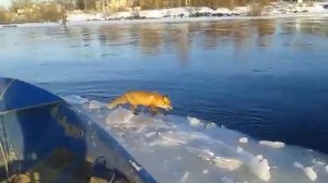 Рыбак помог лисе переправится на берег