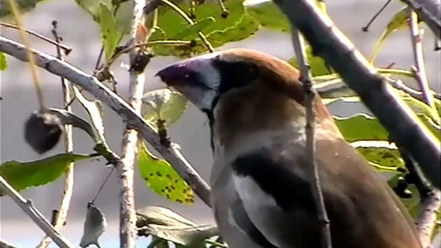 Птичка кушает вишню.mp4