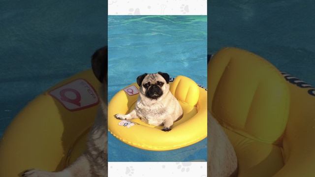 Идеальная маленькая собака для квартиры🧐 #клипы #дрессировкасобак #кинолог #собака