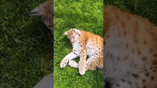 Многофункциональная игрушка для кошек 😺