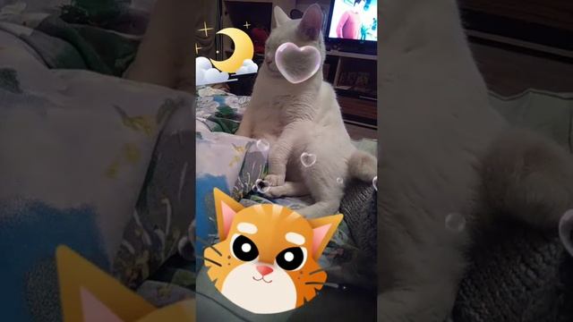 #смешной#юмор#смех#рекомендация