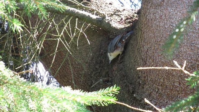 Поползень стучит почти как дятел
