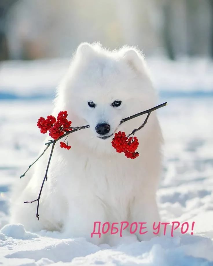 ☕️ Доброе зимнее утро! Утренний позитив для друзей!