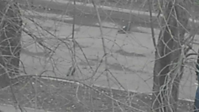 Весна. Голуби 546545. DSCN5269