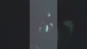 На Сахалине засняли уникальный заплыв косаток 2