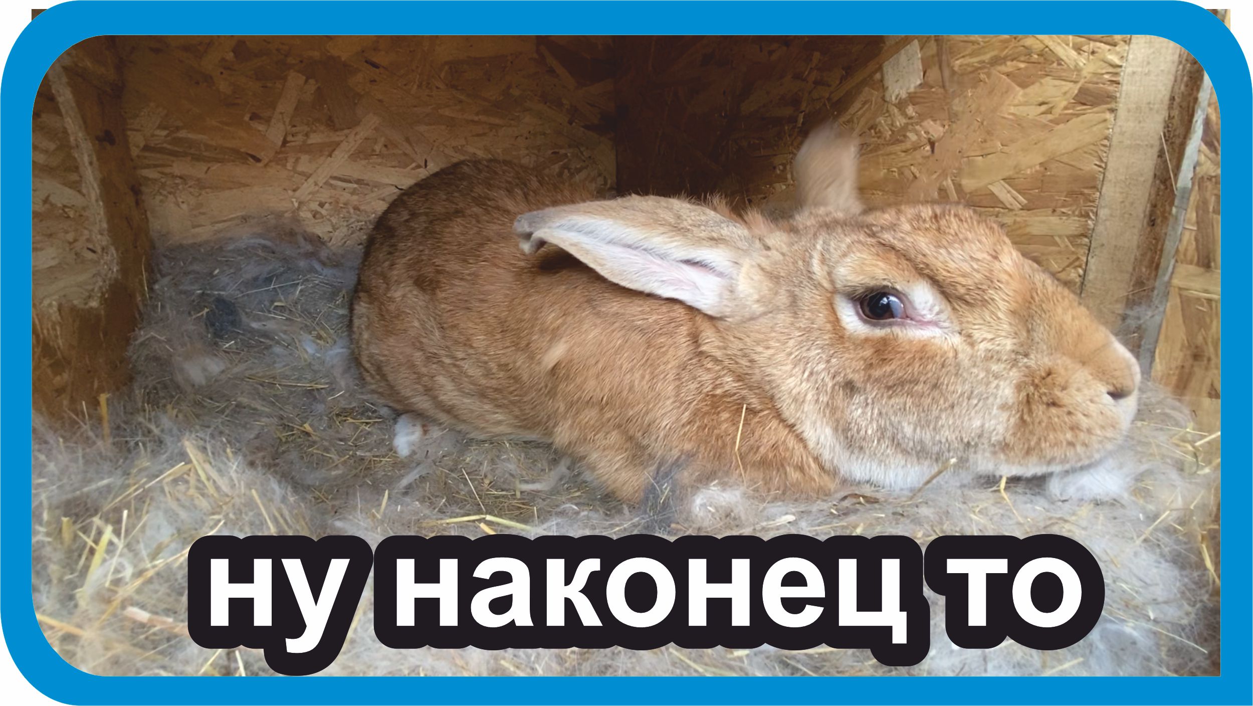 Крольчата у 2 САМОК - я уж думал НЕ БУДЕТ