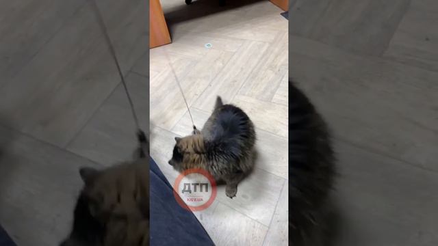 Фіона розшукує свою людину❤️іона - ніжна, молоденька  066 1025720 (Лідія)