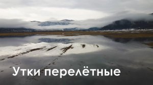 Утки перелётные