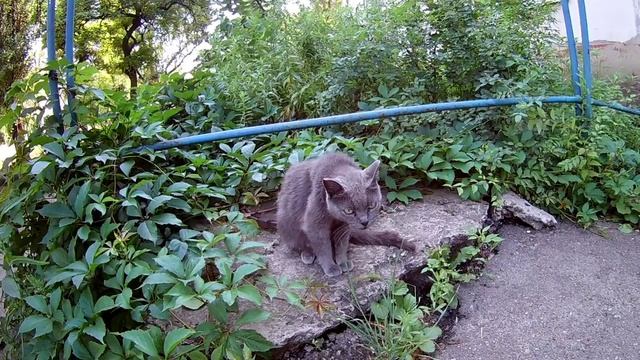 Котики Луганска