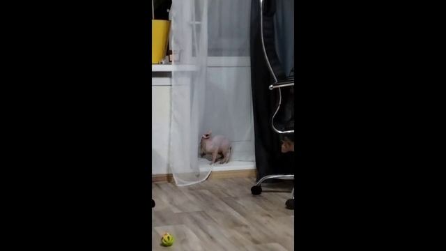 Людк, а Людк!...Глянь, че делатся!)
