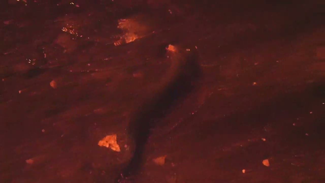 Ночное кормление угрей курицей