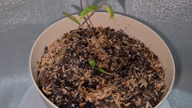 Австромиртус 7 (обрезка)