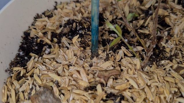 Австромиртус 6