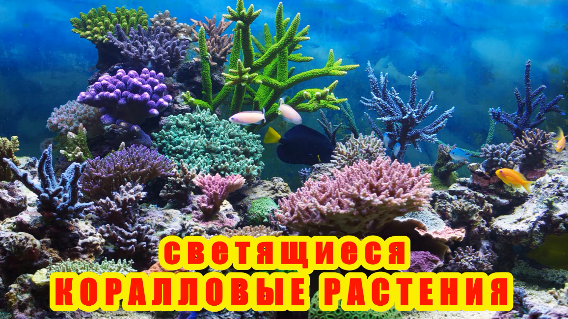 в АКВАРИУМ и ТЕРРАРИУМ