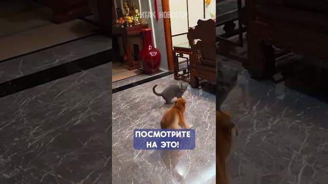 Пёс удивил кота необычной техникой боя | Итак, новости!