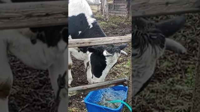 Коровы удивительные животные! Как пьет корова?! #животные #animal #коровы