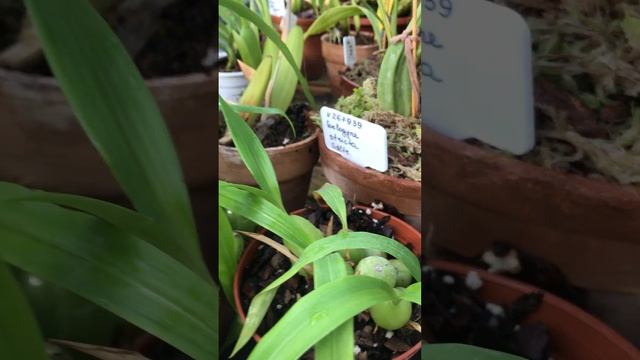 ЦЕЛОГИНА КРИСТАТА Ботанический сад Беларусь Минск Орхидеи // Belarus Minsk Botanical garden Orchids