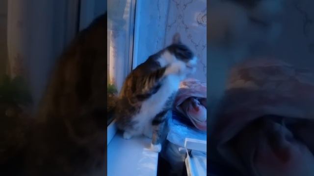 Дай лапу Боря кот