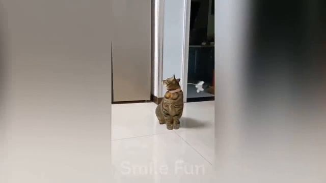 Смешные котики #86.mp4