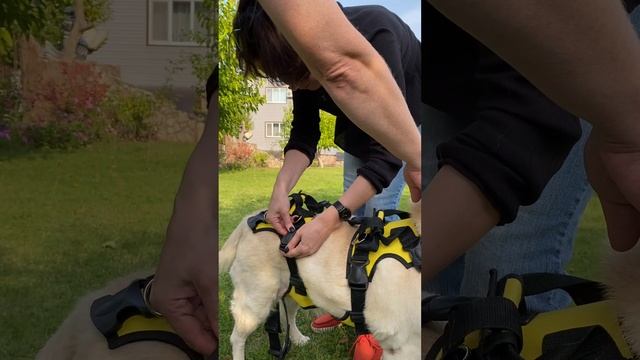 Как правильно надевать полную поддержку на собаку