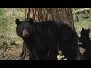 Гризли (The Last Grizzly)