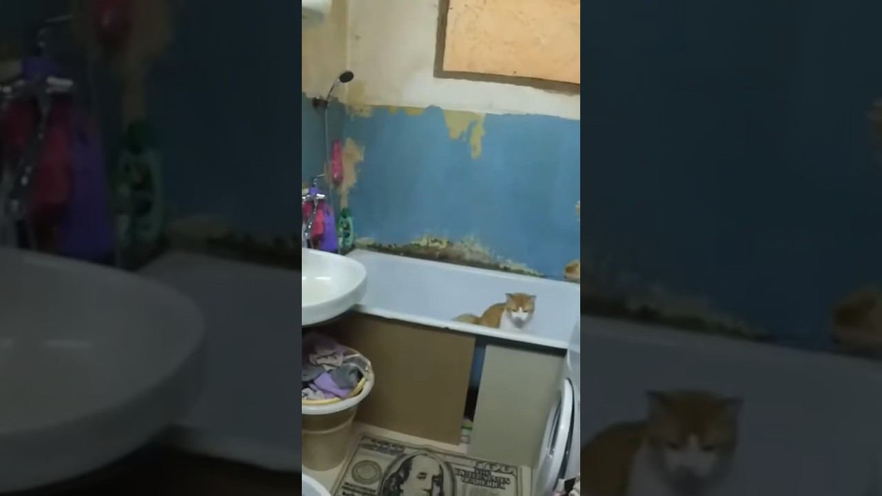 КАт поссал #кот #котики #приколы #юмор