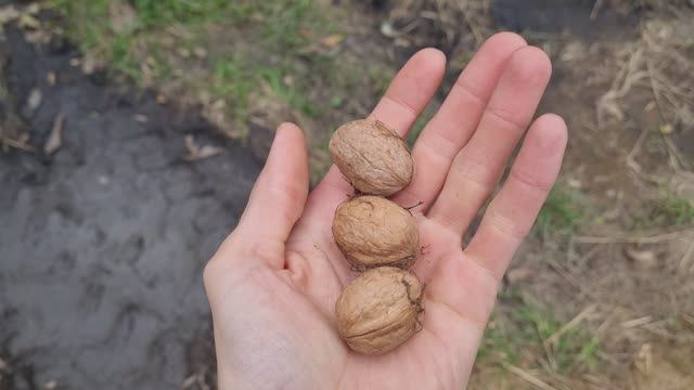Растет ли грецкий орех в Санкт Петербурге