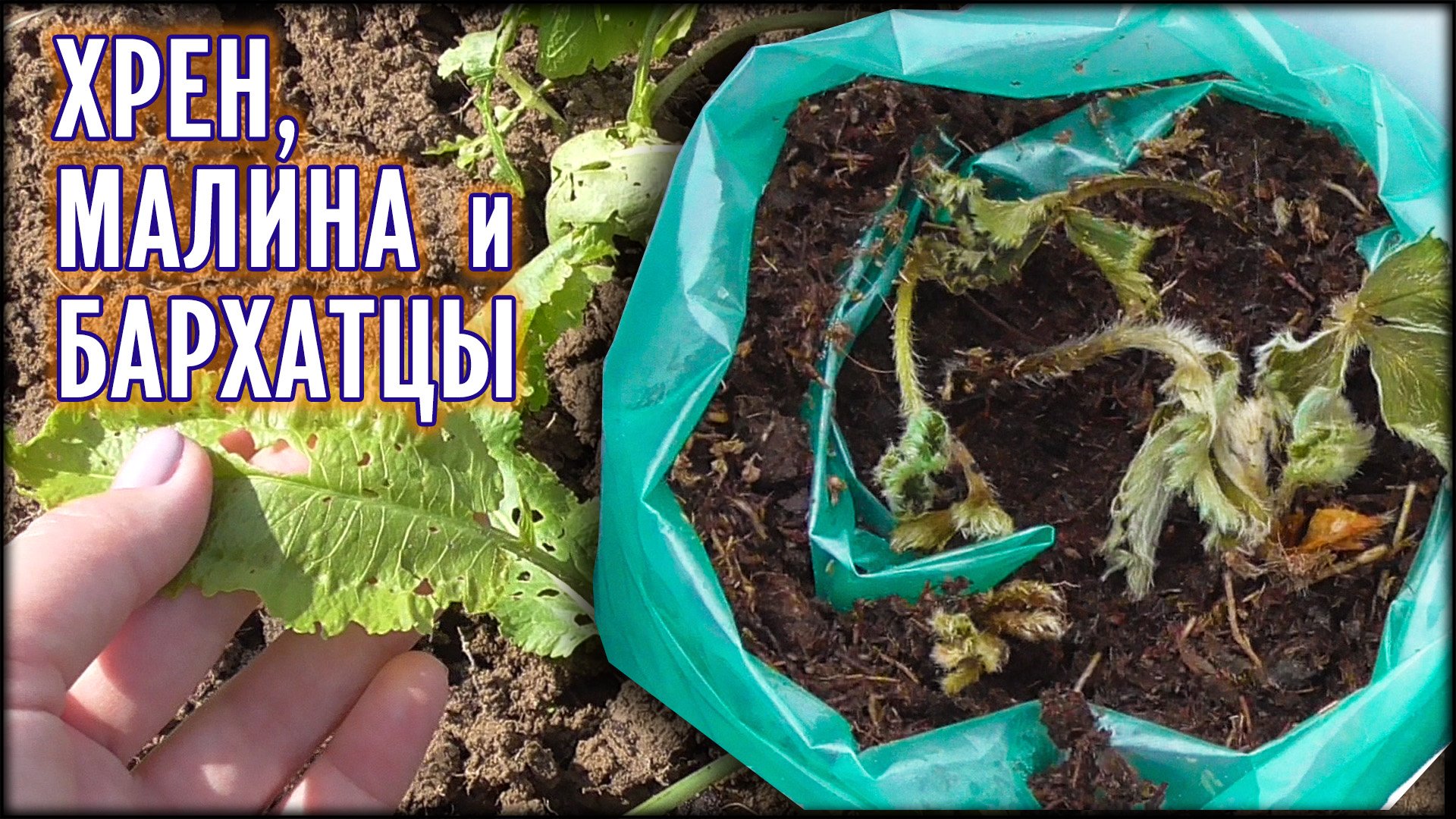 Отчет по Бархатцам.  Много посадок в грунт / влог с нашей дачи