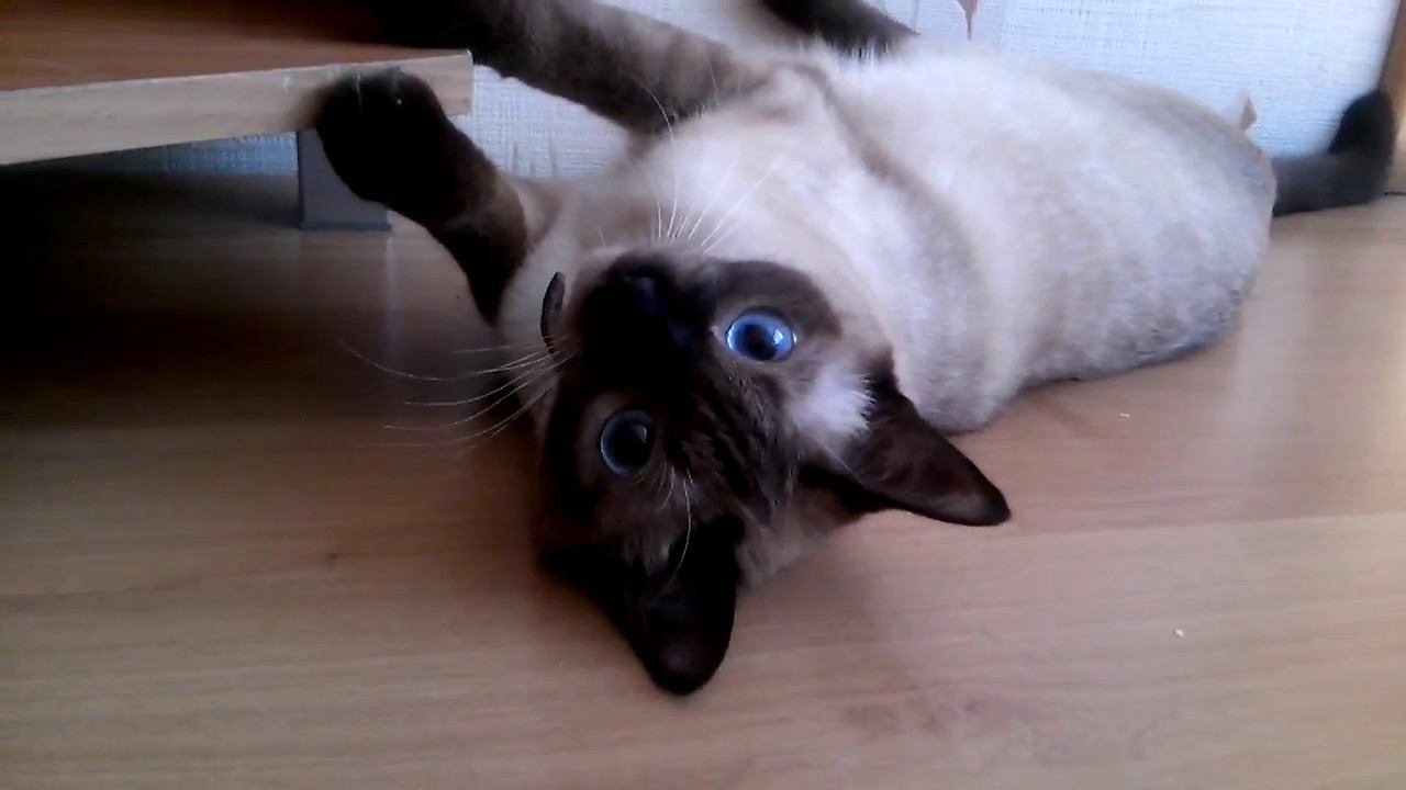 Сёмка играет.mp4