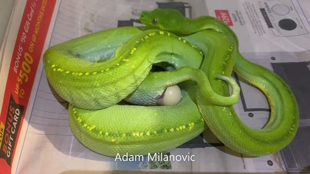 Australian Green Tree Python (M | viridis) Laying Eggs – смотреть ...
