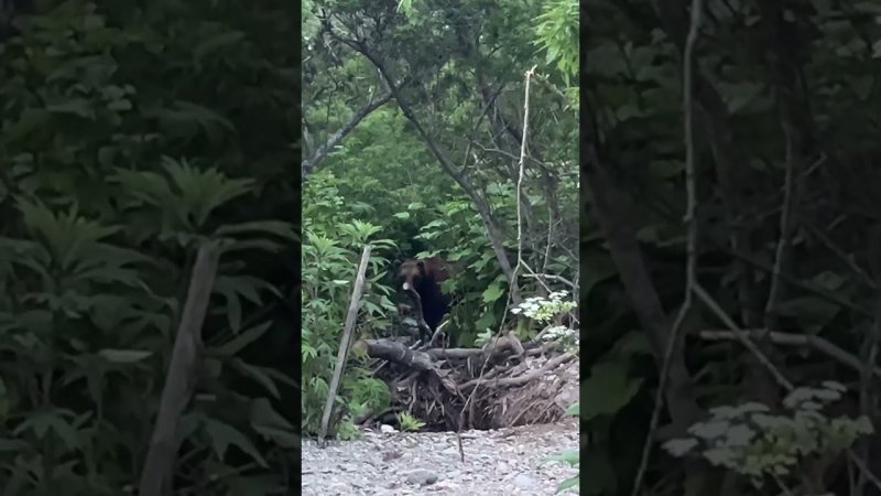 Ужин с медведем #рыбалка #медведь #рыба #животные #природа #trout #fishing #bear