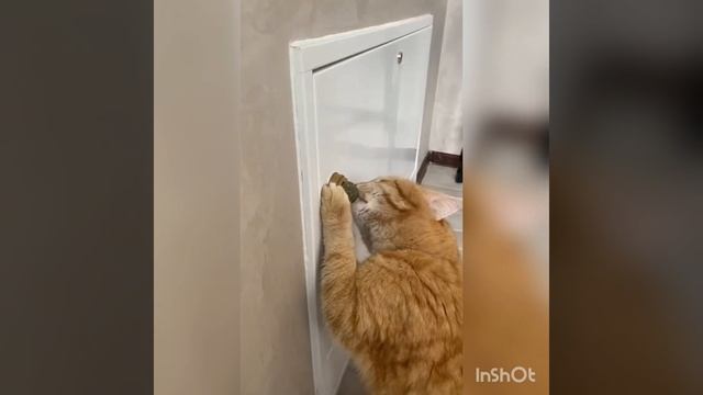 Шарик для кота.mp4