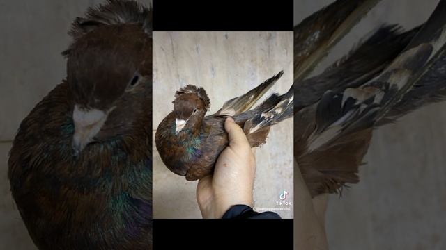 d22cc5cb7c2002c727071034a4e494a0.mp4