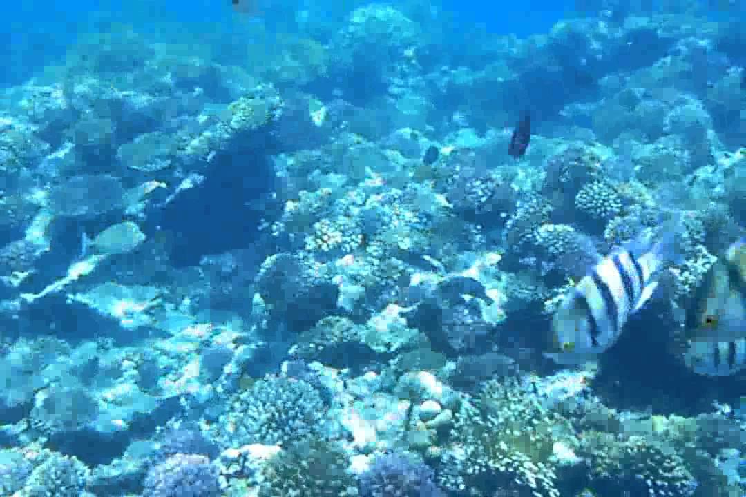PIC 3064 DIVX 720p