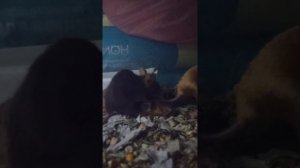 Получаю очередной заряд позитива от Чебуратора! / сатиновые мышки.