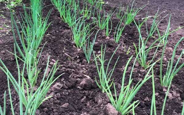 Луковая муха - избавляемся быстро и навсегда!