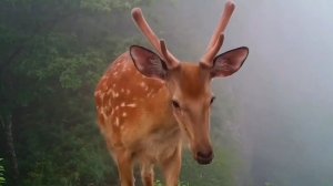 🦌 Пятнистый олень чешет ухо на камеру фотоловушки в заповеднике «Земля леопарда»