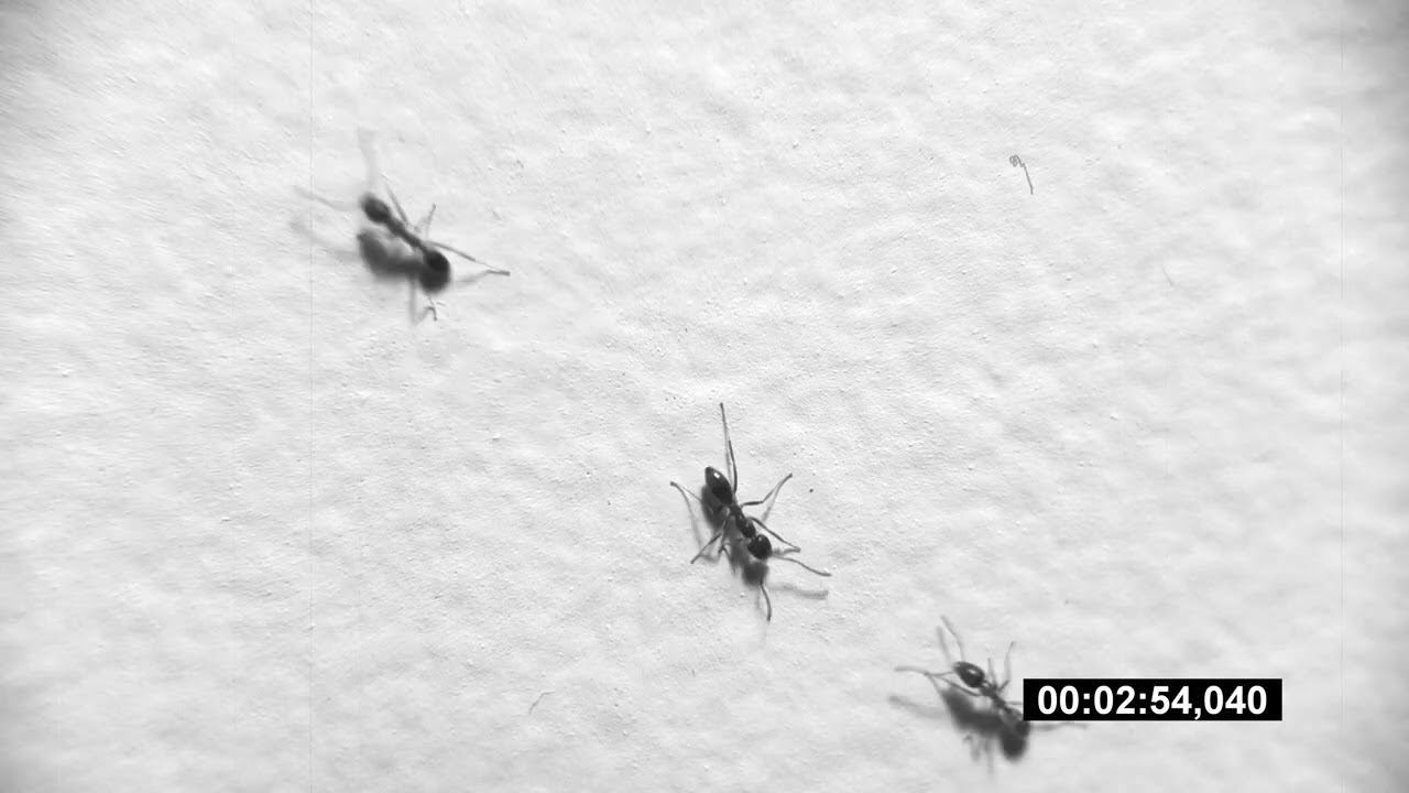 Ants of planet Earth