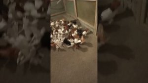 video_3784928070355.mp4
