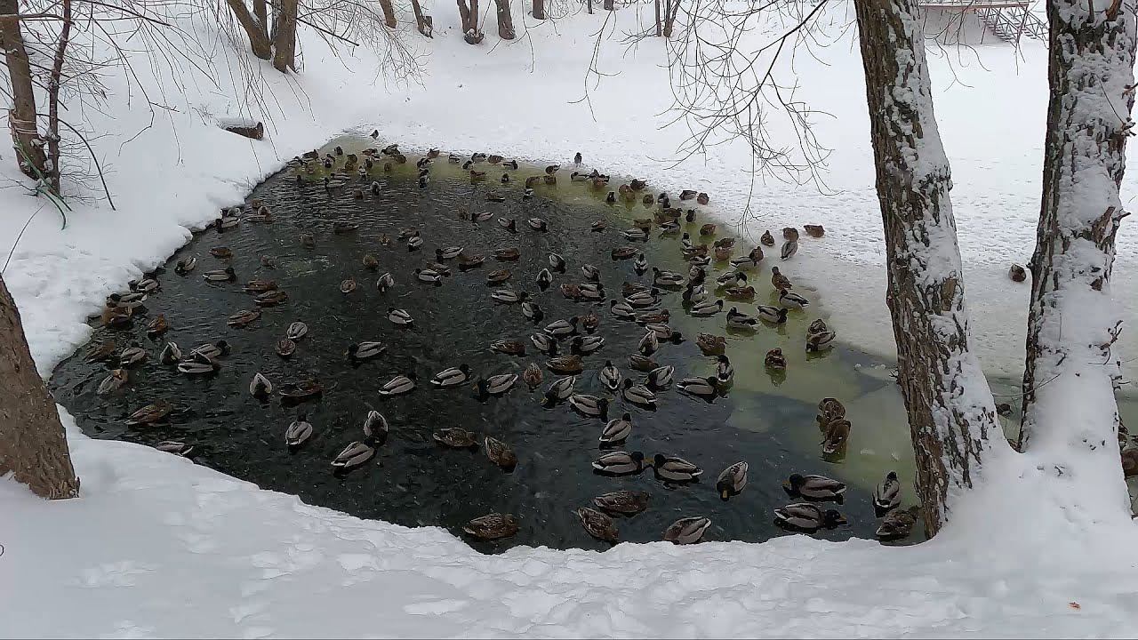 Уточки - зимовка (Самара 3.01.2024)