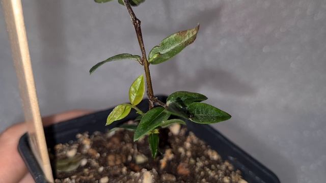 Мирт Аустромиртус