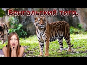 Интересные истории и факты про животных. Бенгальский тигр.