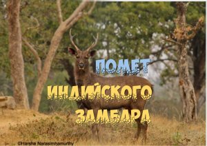 The Hunter classic(помет Замбара)