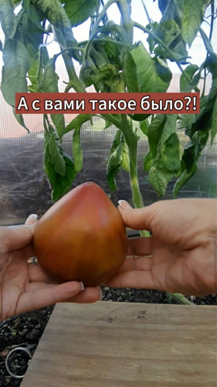 А с вами такое было? #shorts #томаты