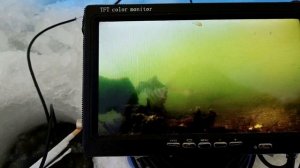 Рыба не реагирует на Led подсветку