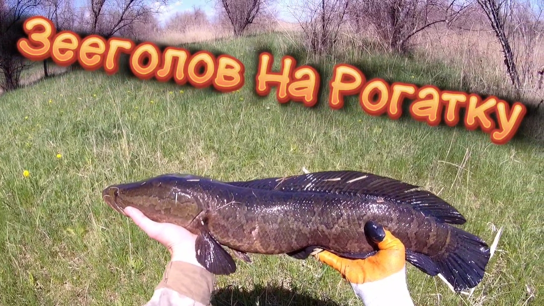 Рыбалка На Рогатку - В Улове Змееголов #2024 #top #fishing #slingshot #змееголов #1million #🙂👍