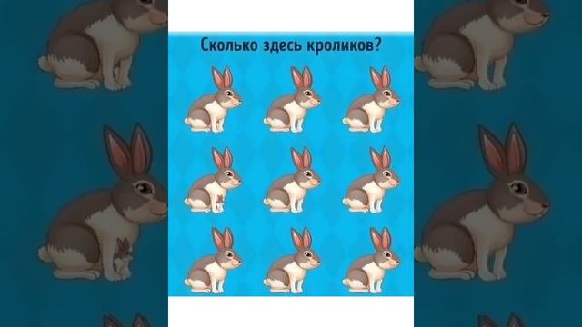 Сколько здесь Кроликов?